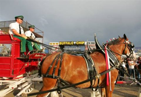 Budweiser Clydesdale - Legendary Sturgis Buffalo Chip